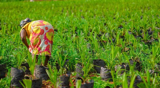 Fixing Nigeria’s Food Supply Chain Is Key to Ending Poverty - Daybreak, Politics, Entertainment ...